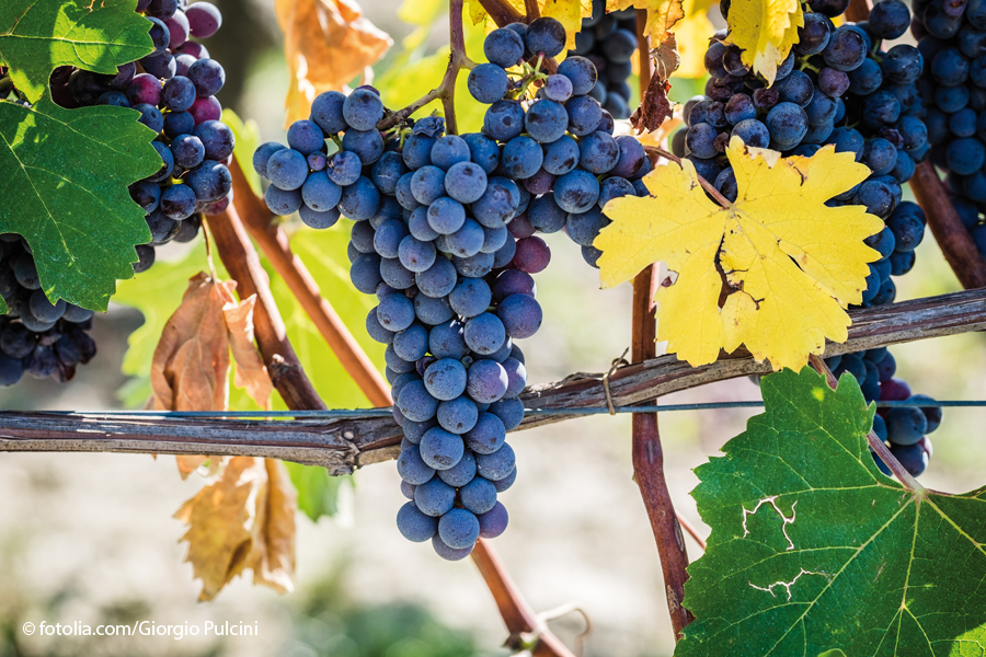 Bunch of Nebbiolo grapes in the vineyard ready for the harvest ...